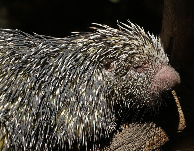 Prehensile-Tailed Porcupine Stock Image - Image of neotropical, feet ...