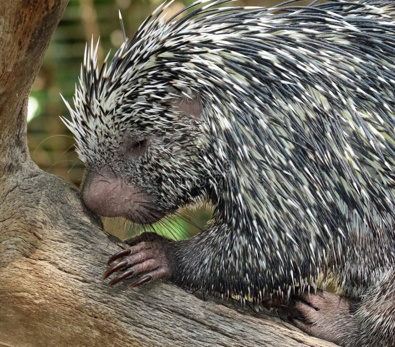 Prehensile-Tailed Porcupine Stock Photo - Image of porcupine, quills ...