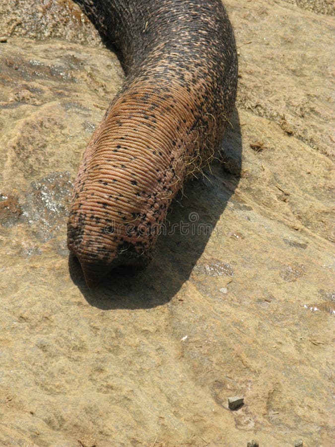 Prehensile trunk stock image. Image of lanka, giant, oriental - 29355261