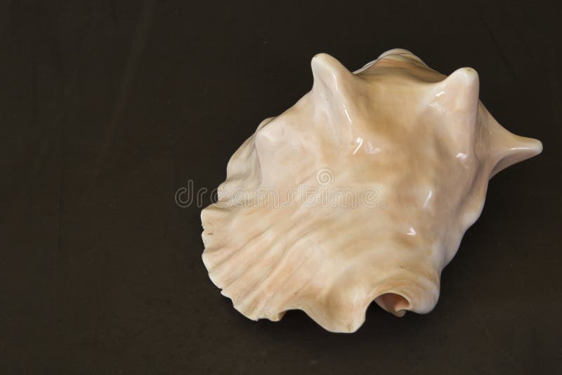 Prehispanic Instrument of Mexico, Caracol Azteca Stock Image - Image of ...