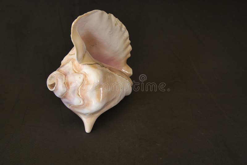 Prehispanic Instrument of Mexico, Caracol Azteca Stock Image - Image of ...