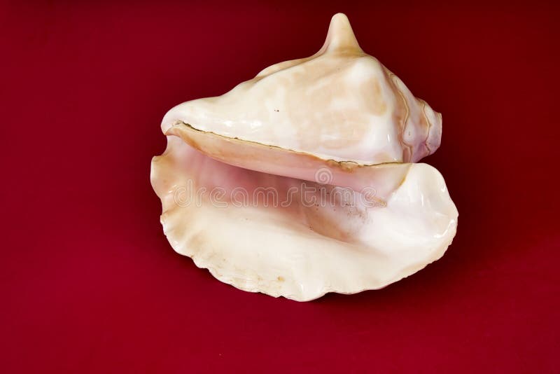 Prehispanic Instrument of Mexico, Caracol Azteca Stock Image - Image of ...