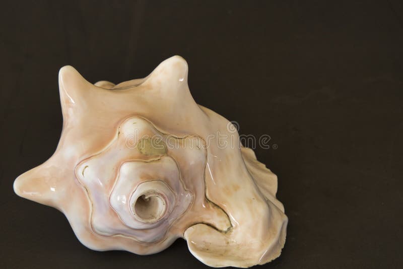 Prehispanic Instrument of Mexico, Caracol Azteca Stock Photo - Image of ...