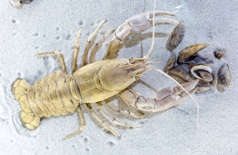 Prehistoric Animal - Crayfish Stock Image - Image of animal, trias ...