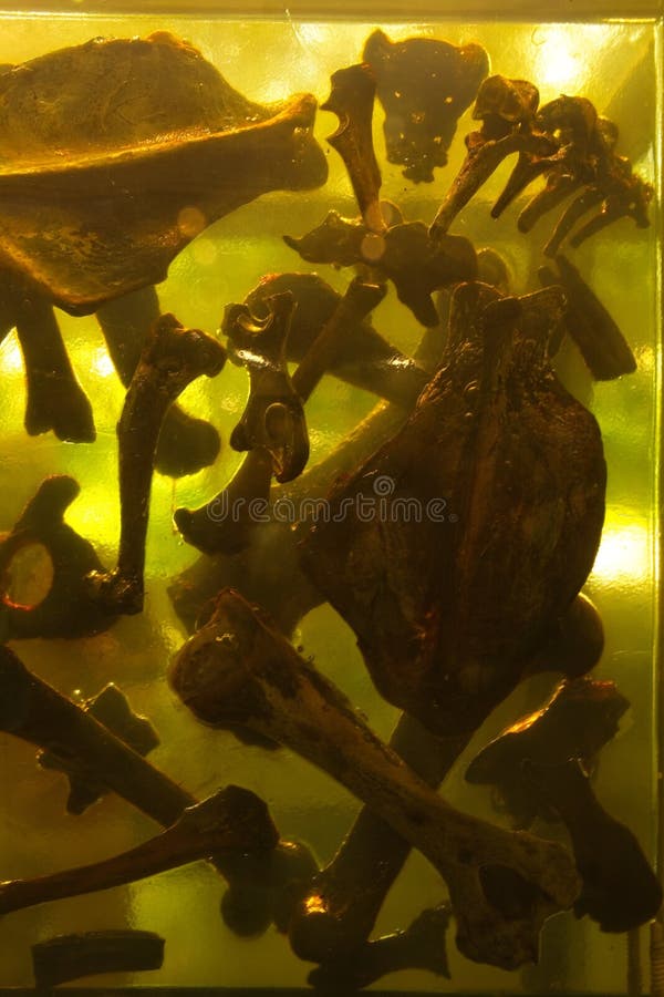 Prehistoric Bones Floating in a Block of Resin Stock Photo - Image of ...