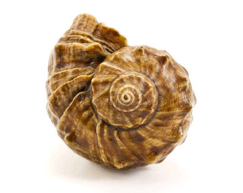 Shell stock image. Image of little, nature, shell, water - 9791665