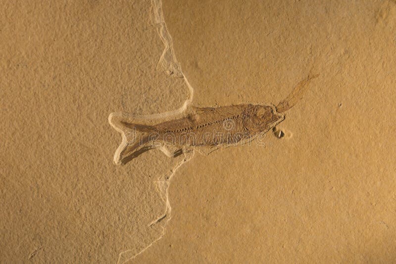 The small fossil stock photo. Image of wood, soil, wing - 244671810