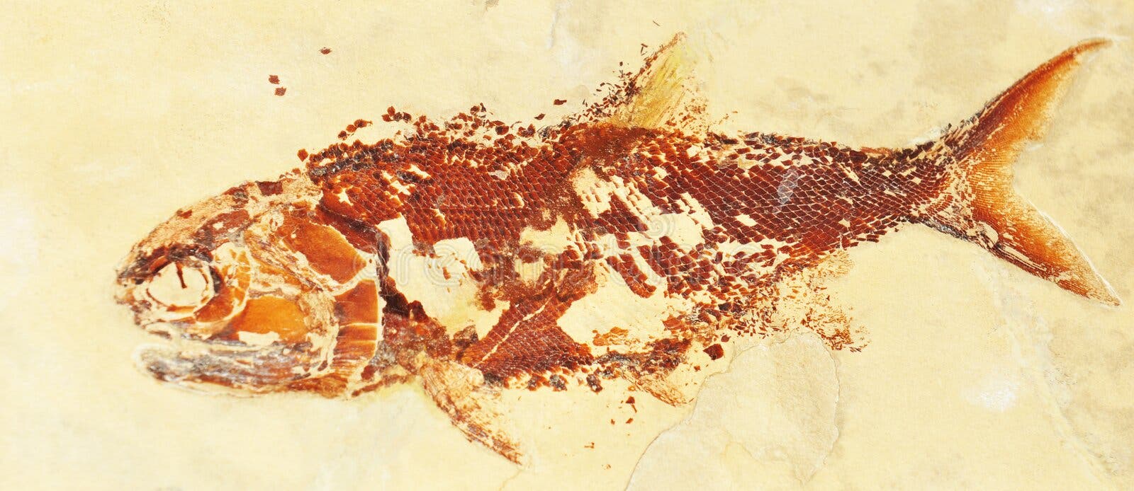 Prehistoric fish imprint stock photo. Image of museum - 40680558