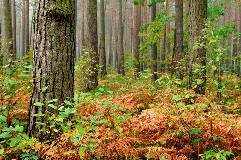 Prehistoric forest stock image. Image of park, brown - 16062937