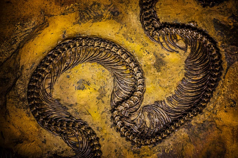 Prehistoric Fossil Background Stock Image - Image of animal, history ...