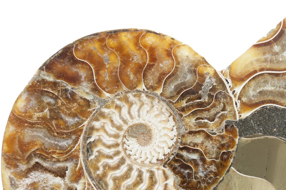 Prehistoric Fossil Section of an Ammonite Stock Photo - Image of ...
