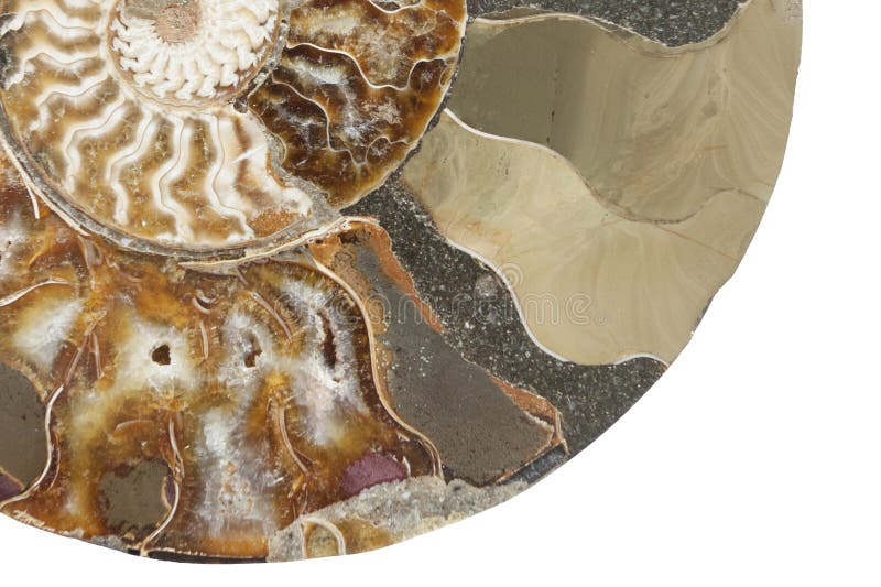 Prehistoric Fossil Section of an Ammonite Stock Photo - Image of ...