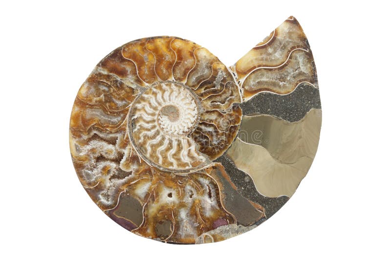 Prehistoric Fossil Section of an Ammonite Stock Photo - Image of ...