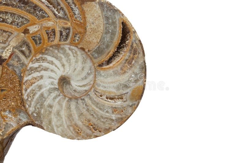 Prehistoric Fossil Section of an Ammonite Stock Photo - Image of ...