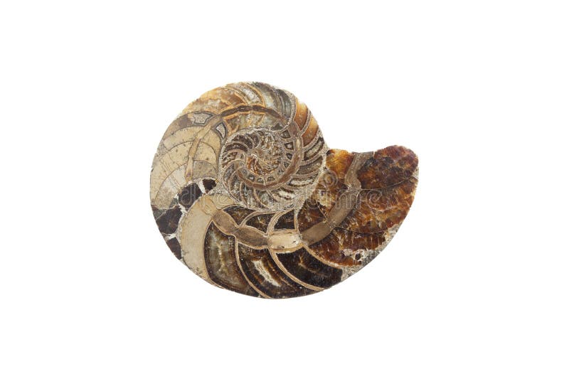 Prehistoric Fossil Section of an Ammonite Stock Image - Image of layer ...