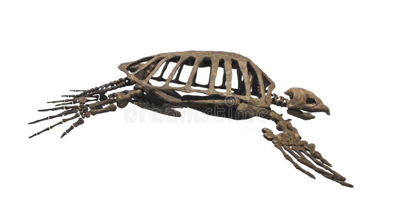 Prehistoric Fossil Turtle Isolated. Stock Photo - Image of paleontology ...
