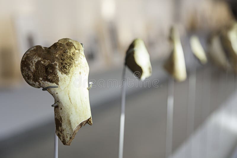 Ancient Human Bones stock image. Image of history, archaeology - 41366453