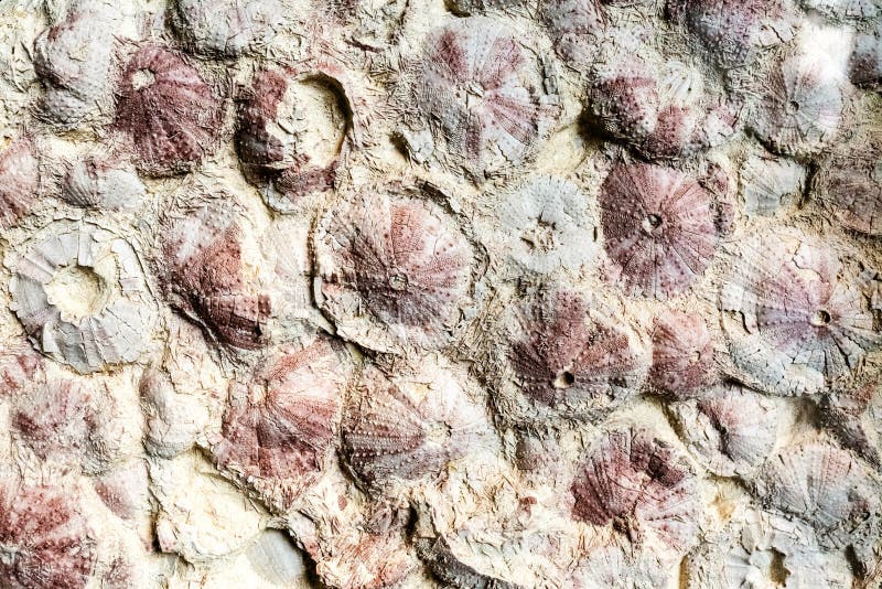 Living Creatures in Fossiled Stone Stock Photo - Image of fossil, rock ...