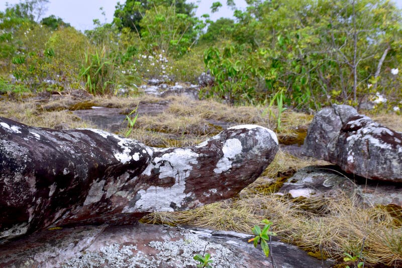Prehistoric Million-year Turtle Stone Stock Image - Image of nature ...
