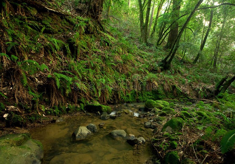 672 Prehistoric Tropical Rainforest Stock Photos - Free & Royalty-Free ...