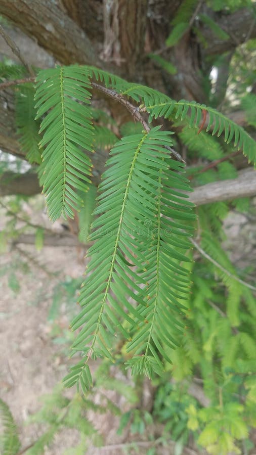 Prehistoric tree stock photo. Image of dinosaur, leaves - 128258422
