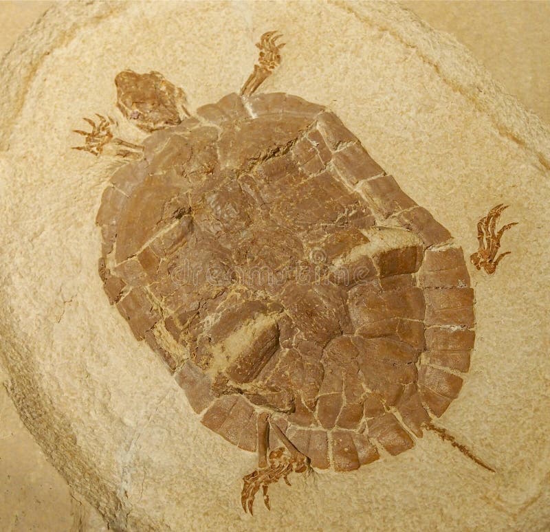 Prehistoric Turtle Prehistoric Turtle