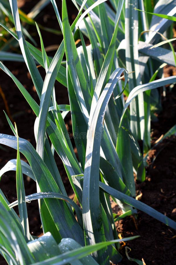 Allium, De Roze Bloei Van De Prei in De Lente Stock Afbeelding - Image ...