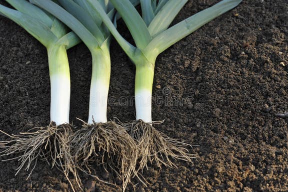 Preien stock afbeelding. Image of installaties, prei - 85288653
