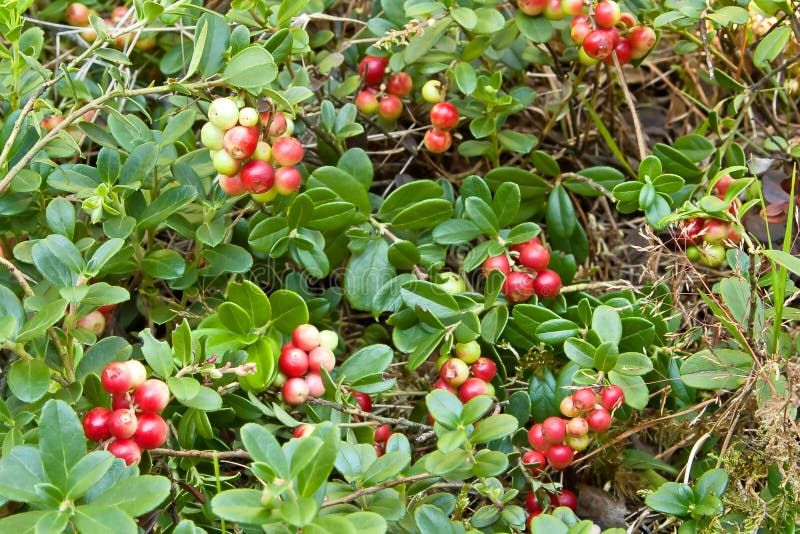 Preiselbeere im Wald stockfoto. Bild von sommer, reif - 30837704