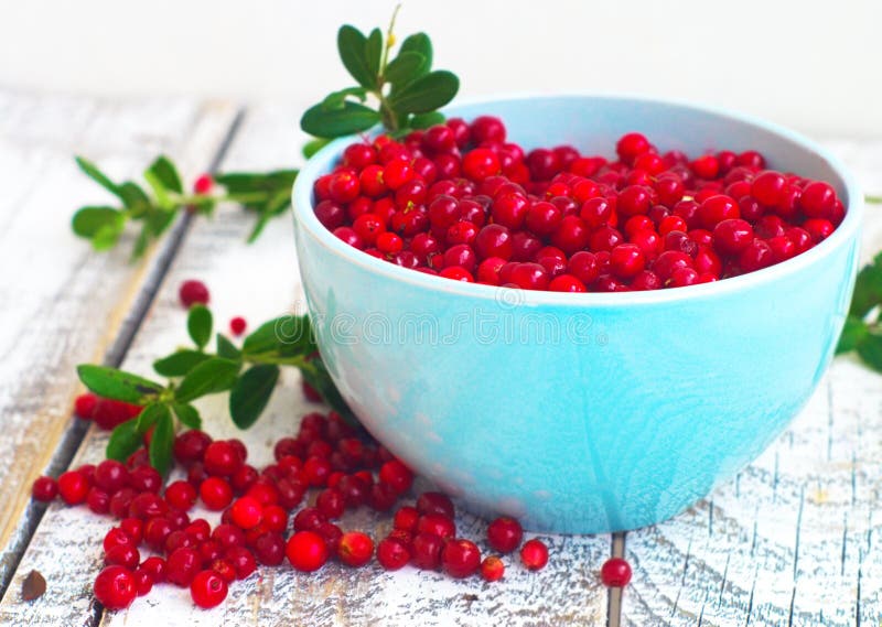 Preiselbeeren stockbild. Bild von reif, wald, blätter - 43831617