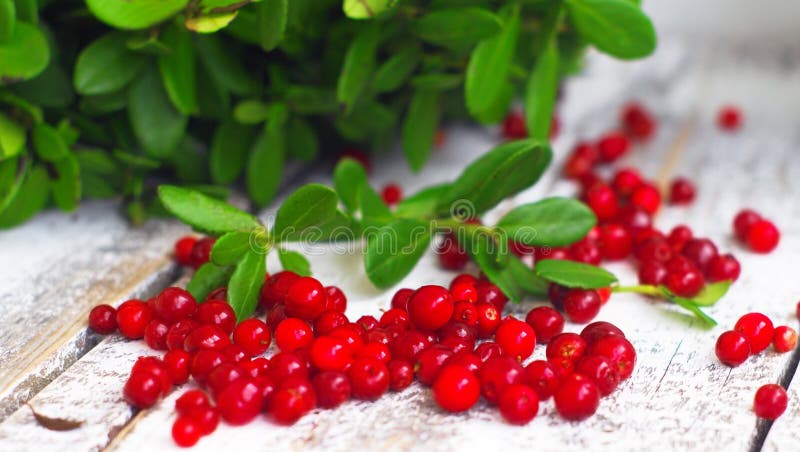 Preiselbeeren stockbild. Bild von reif, wald, blätter - 43831617