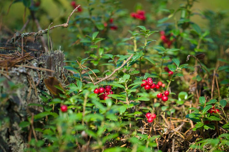 Preiselbeeren im Wald stockbild. Bild von leuchte, organisch - 33065215