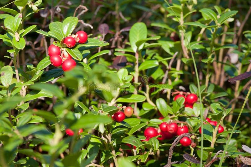 Preiselbeeren im Wald stockbild. Bild von leuchte, organisch - 33065215