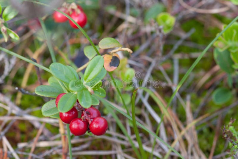 Preiselbeeren im Wald stockbild. Bild von leuchte, organisch - 33065215