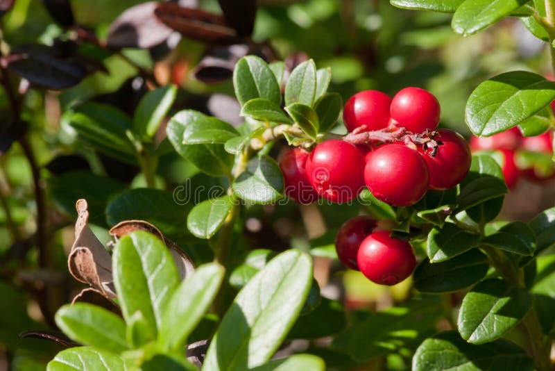 Preiselbeeren im Wald stockbild. Bild von leuchte, nahrung - 33065215
