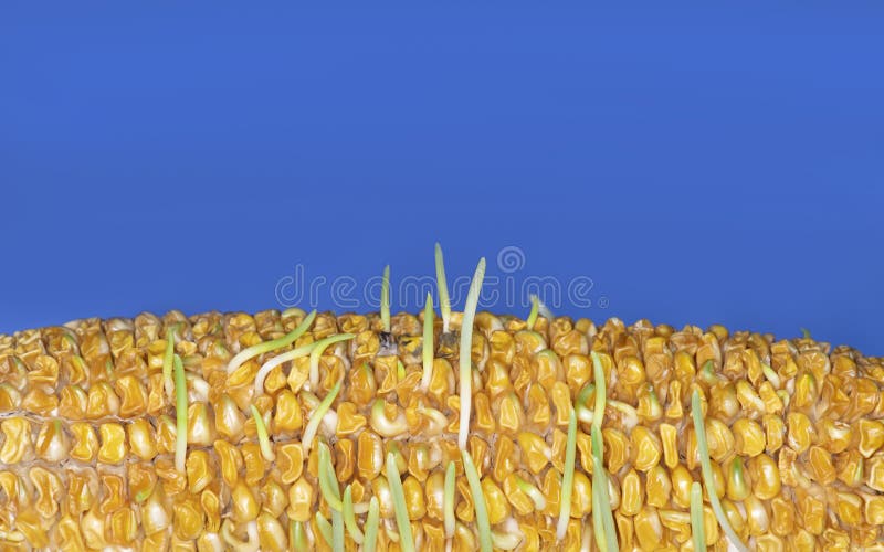 Premature Germination and Sprouting of Corn Kernels on Cob, Ear of Corn ...