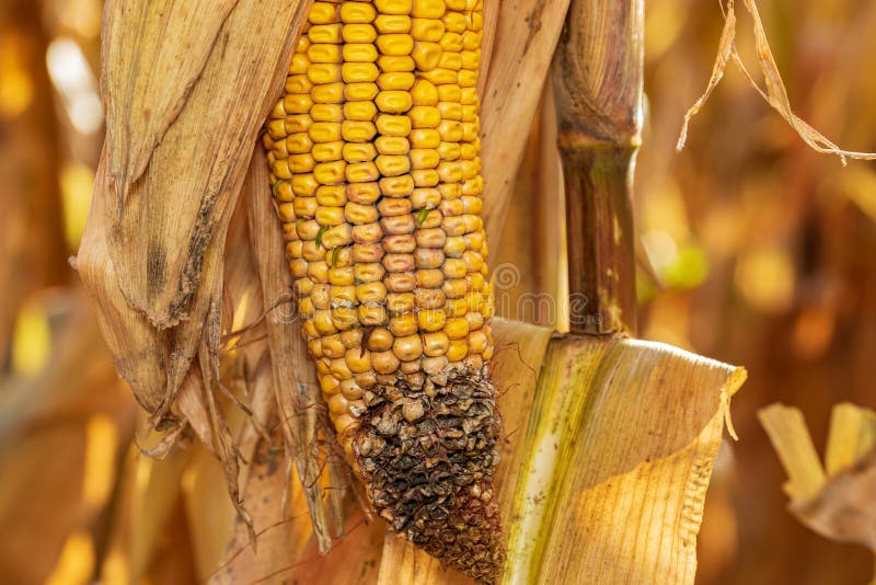 Premature Germination and Sprouting of Corn Kernels on Cob, Ear of Corn ...