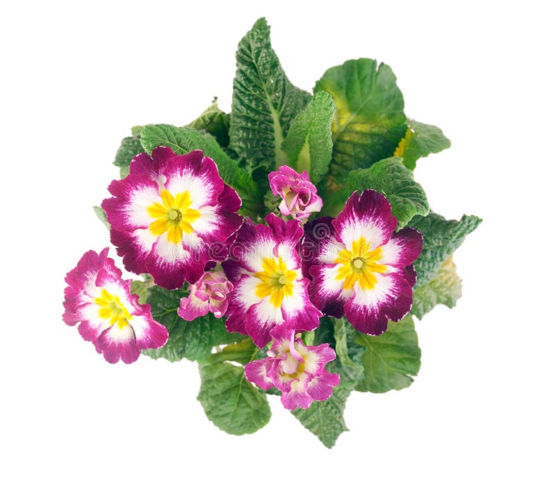 Primevère Rose, Au-dessus De Vue Photo stock - Image du saison, blanc ...