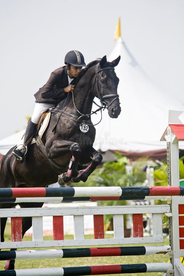 Rider on Bay Horse in Jumping Show Stock Photo - Image of equine, show ...