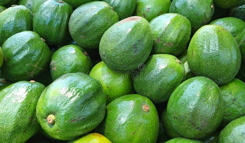 Premium Aligator Avocado is the Biggest Size of Avocado Stock Image ...