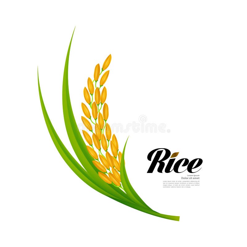 Premium Rice Great Quality Design Concept Vector. Stock Vector ...