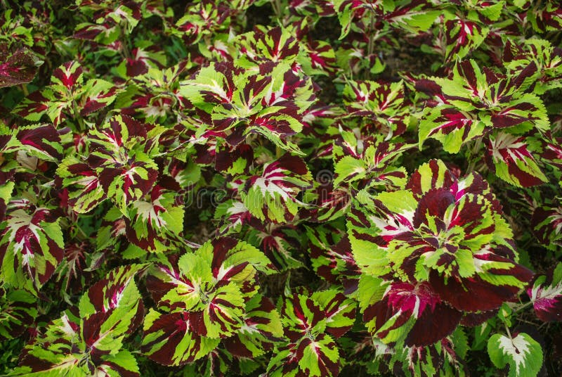 Premium Shade Coleus stock image. Image of gardening - 268058137