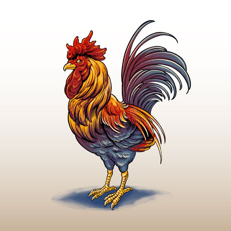 The Premium Vector Rooster Illustration Stock Vector - Illustration of farmer, beak: 297966367