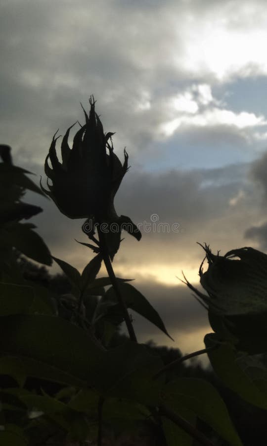 Premium Wallpapers Collection Artistic Stock Photos - Free & Royalty ...