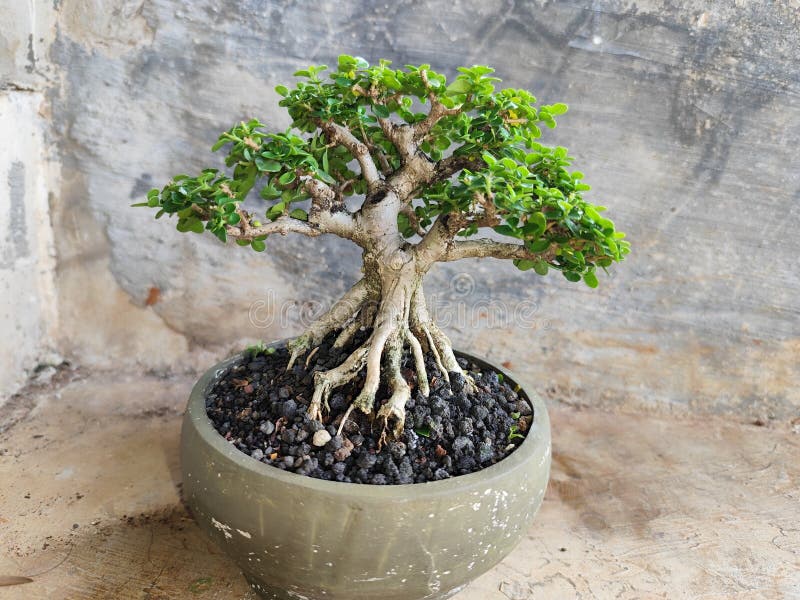 Premna Microphylla Bonsai is Now a World Champion Bonsai Stock Photo ...