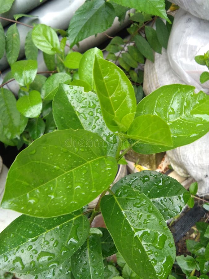 Premna micropilla plants stock photo. Image of micropilla - 306593242