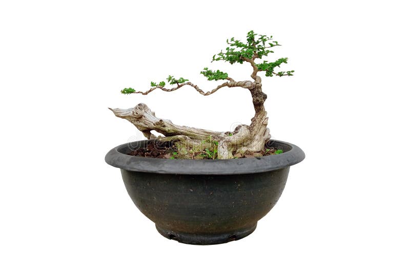 Premna Tree Inprocess To Bonsai on White Background Stock Photo - Image ...