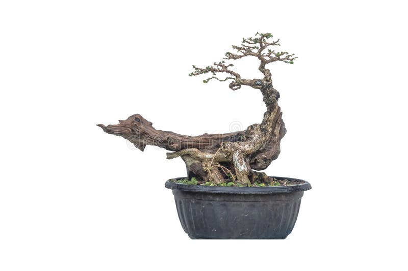 Premna Tree Inprocess To Bonsai on White Background Stock Photo - Image ...