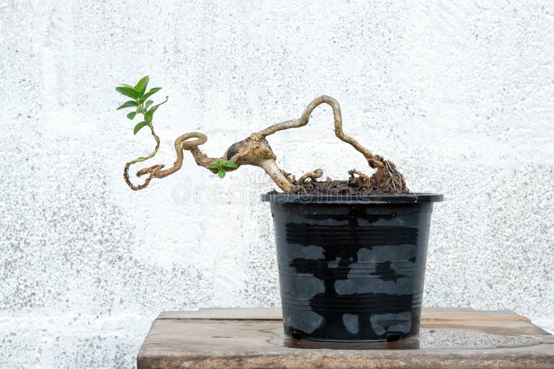 The Premna Tree is in the Process of Creating a Bonsai Stock Image ...