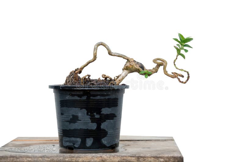 The Premna Tree is in the Process of Creating a Bonsai Stock Photo ...
